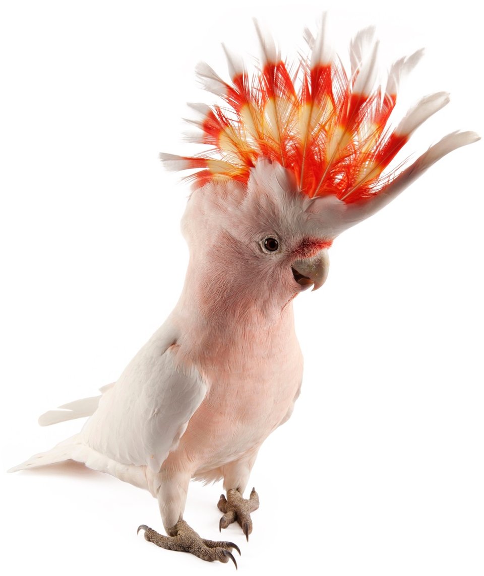 Are Major Mitchell Cockatoos Good Pets