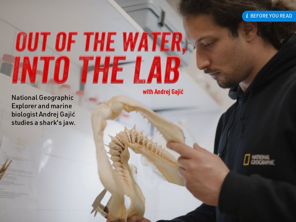 Shark Sightings ,Dangerous Waters & Under the Microscope - Ouf of the ...