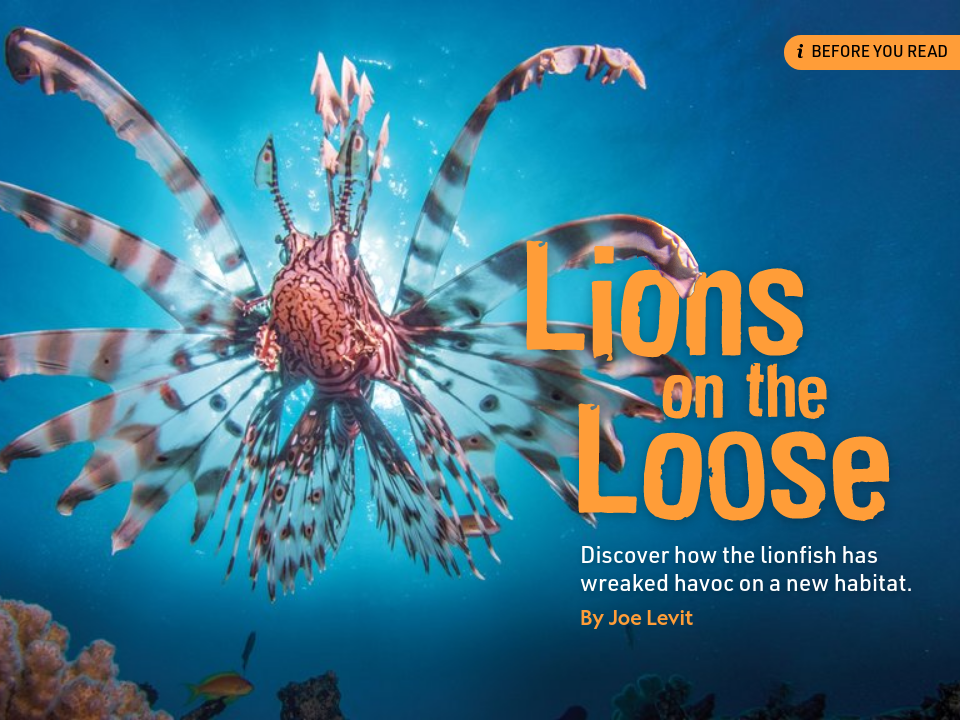 Lions on the Loose - Adventurer March 2019