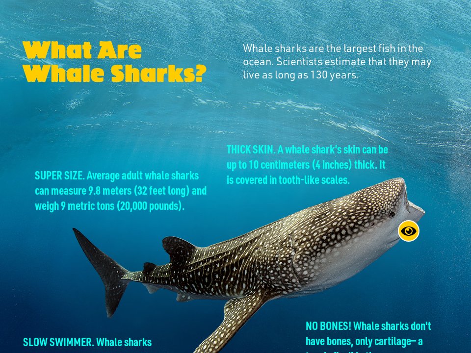 Changing Behaviors - Whale Sharks - Adventurer March 2020