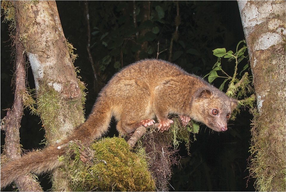 olinguito size
