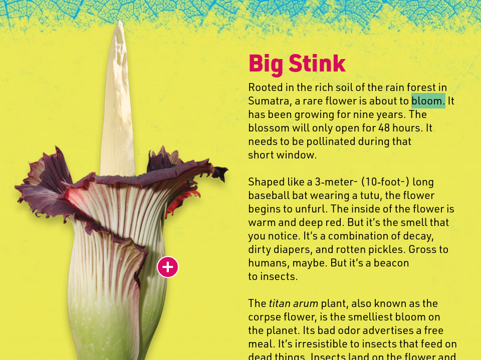 Big Stink & The Need for Speed - Extreme Plants - Adventurer November ...