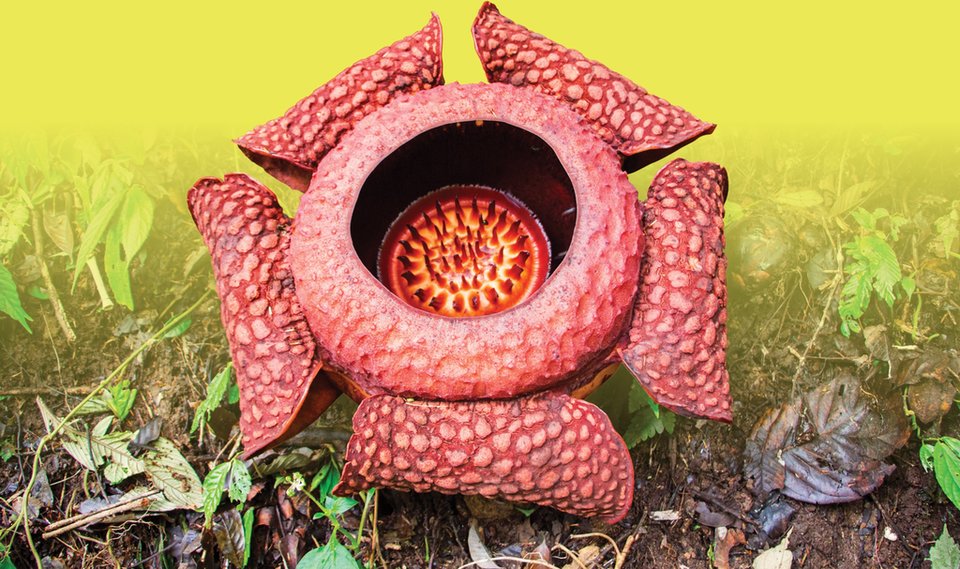 huge flower one revered