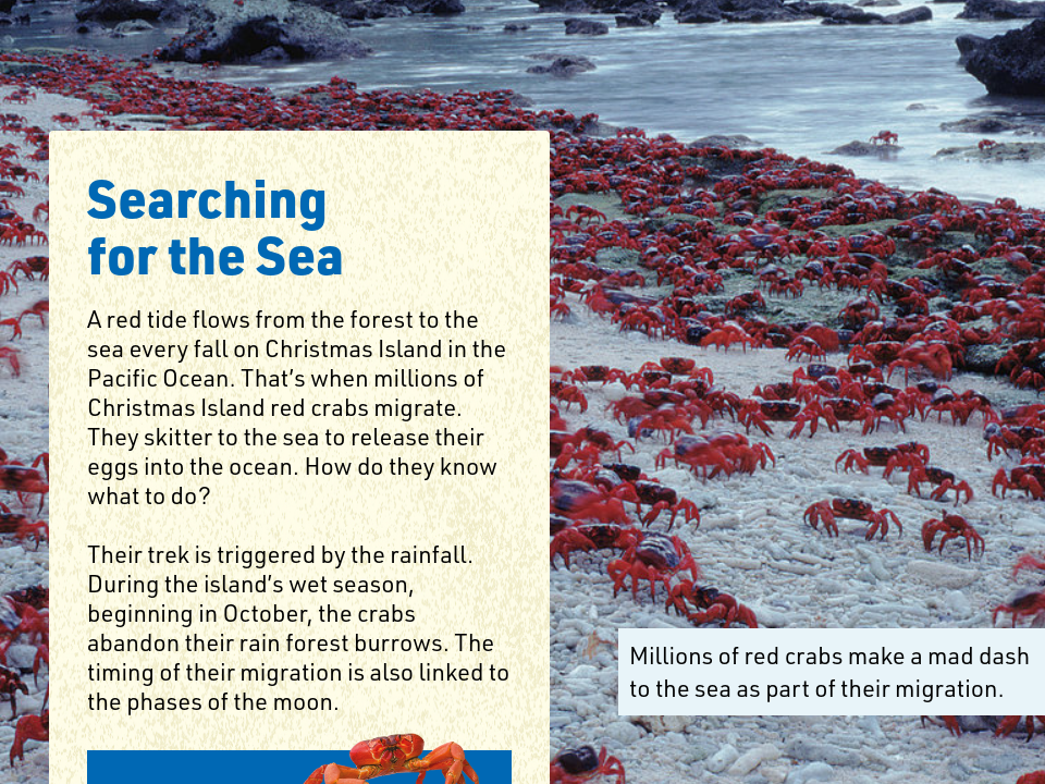 Penguins - The Magic Behind Their Movement - Adventurer October 2018