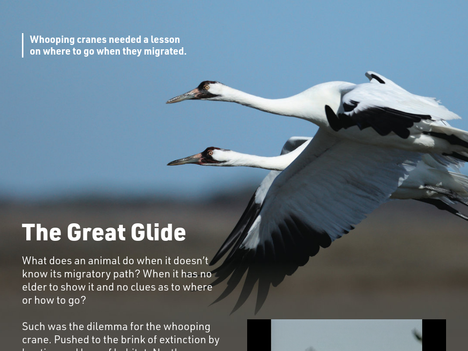 Penguins - The Magic Behind Their Movement - Adventurer October 2018