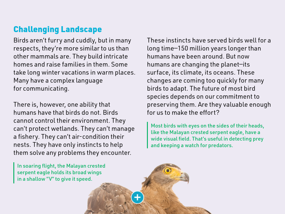 Penguins - The Magic Behind Their Movement - Adventurer October 2018