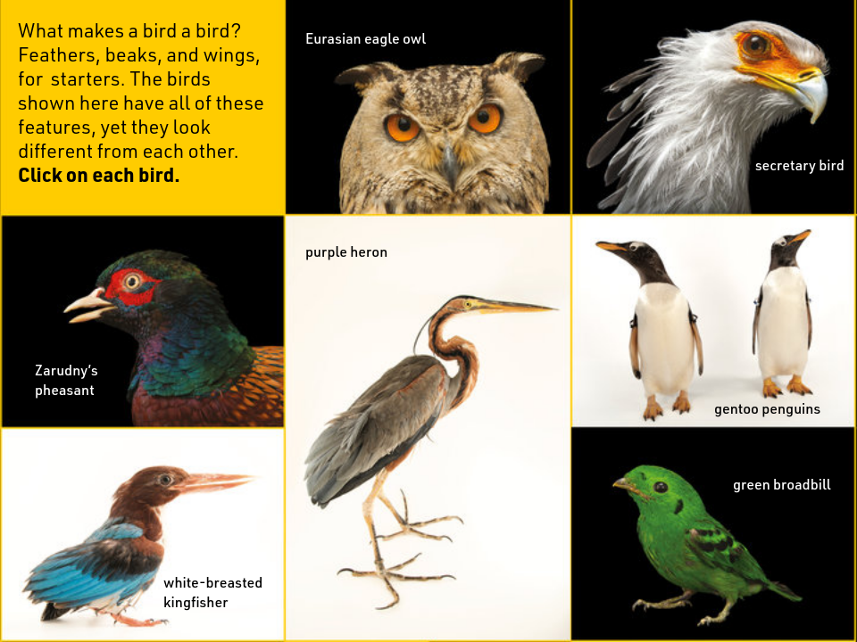 Showcase - Why Birds Matter - Adventurer October 2018