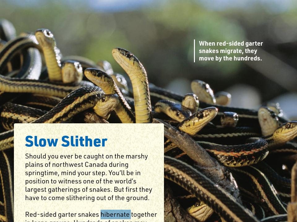 Snakes - The Magic Behind Their Movement - Adventurer October 2018