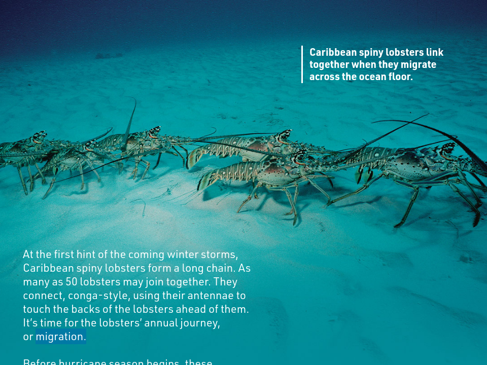 spiny lobster migration patterns