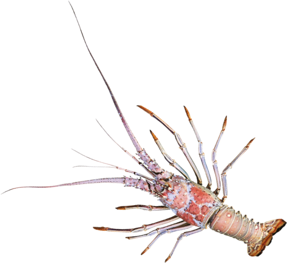 spiny lobster migration patterns