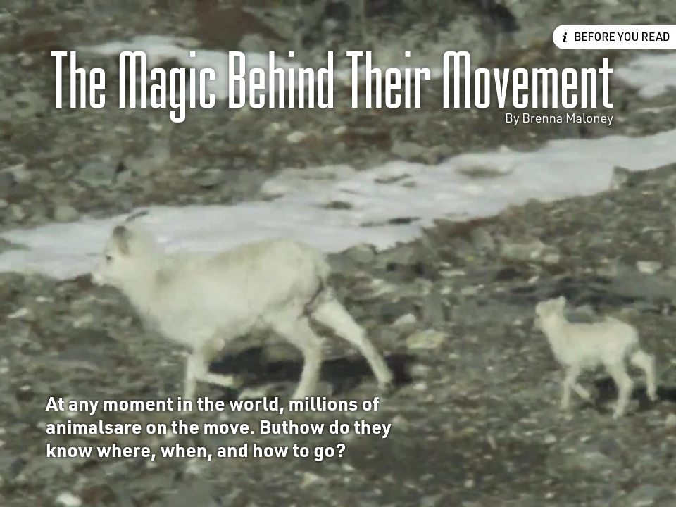 Penguins - The Magic Behind Their Movement - Adventurer October 2018