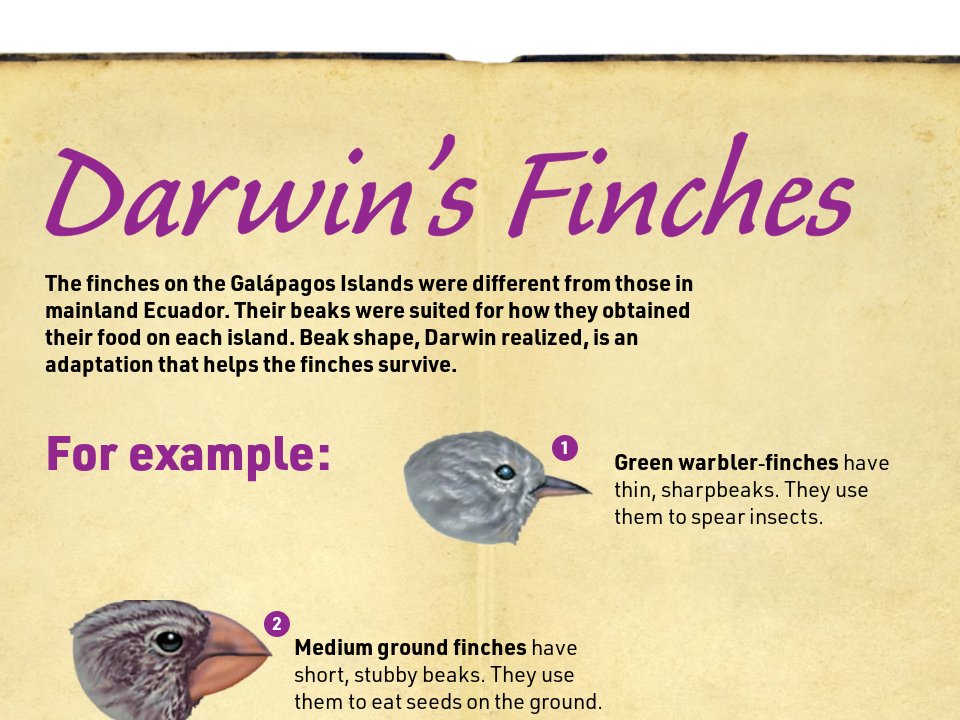 Darwin’s Finches - Darwin - Adventurer October 2019