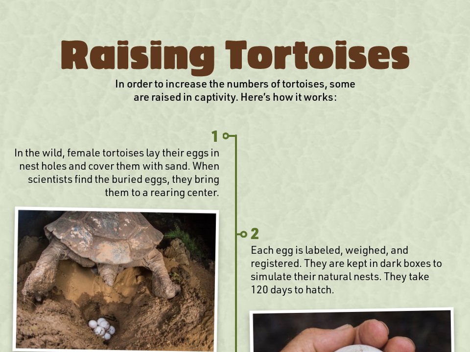 Raising Tortoises & Keeping the Peace - Land of the Giants - Adventurer ...