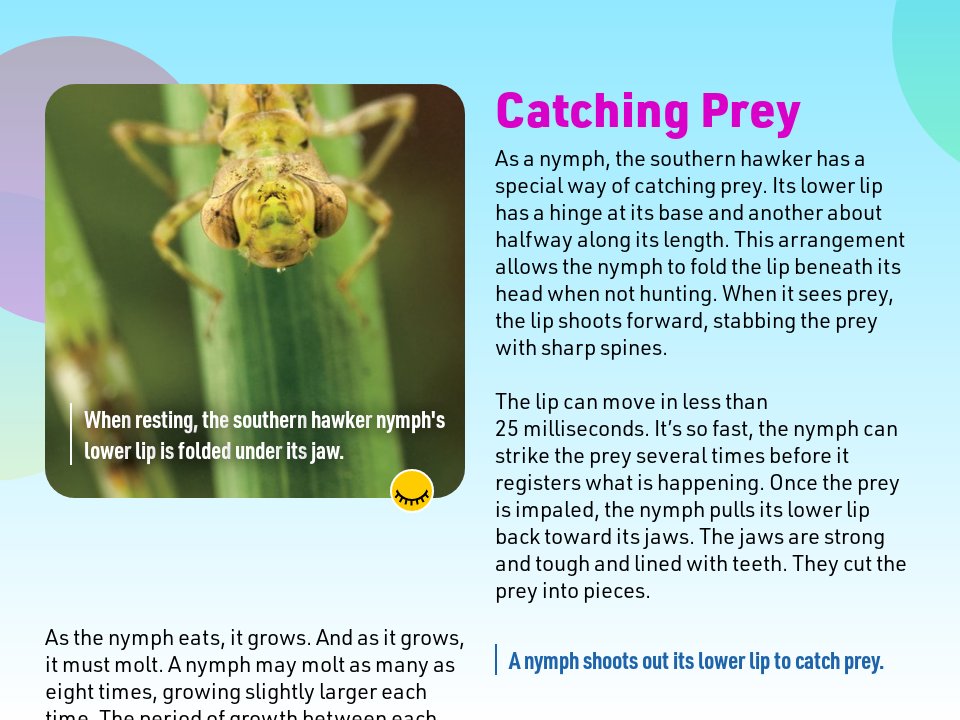 Catching Prey, A Final Change & From Larva to Adult - The Transformer ...