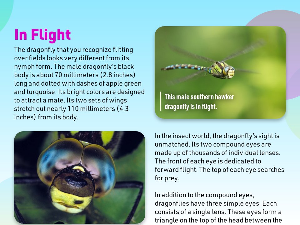 dragonfly eye tracking