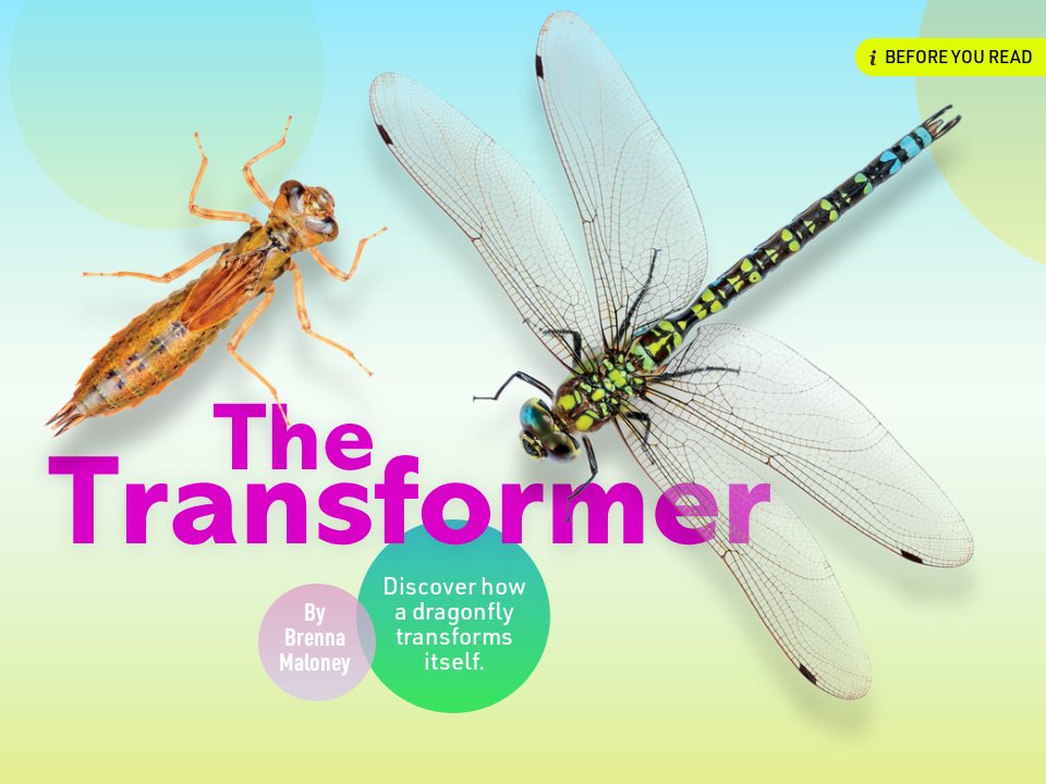 Catching Prey, A Final Change & From Larva to Adult - The Transformer ...