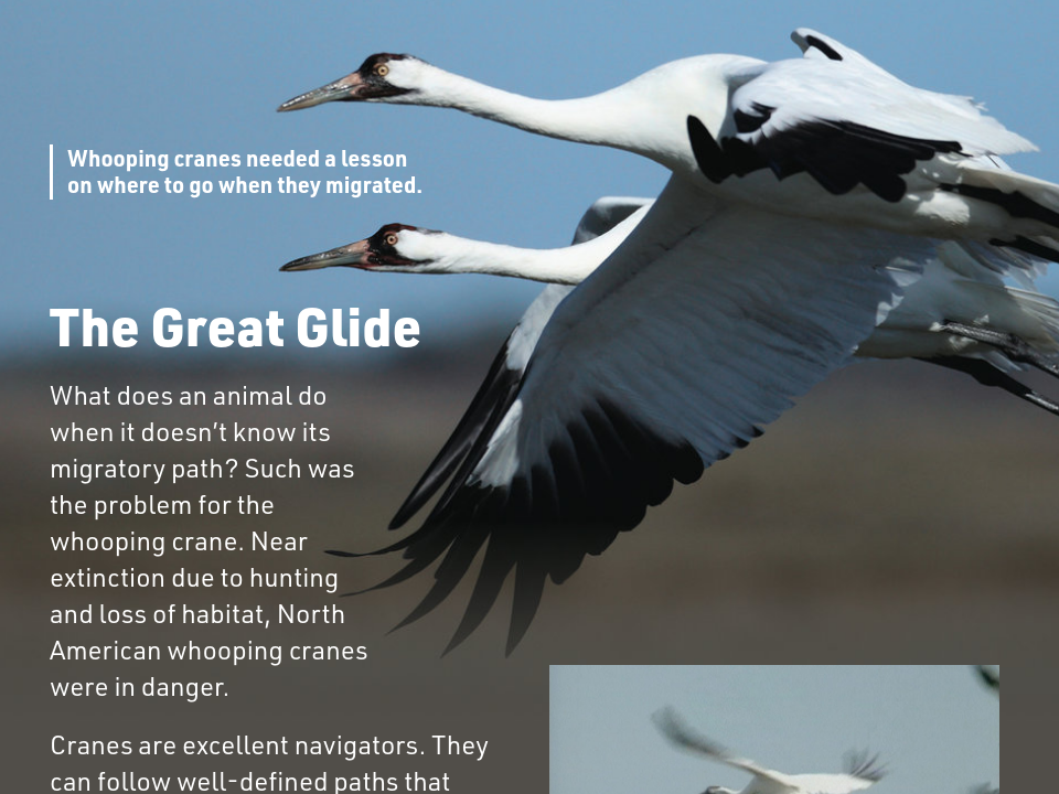 Crane - The Magic Behind Their Movement - Pathfinder October 2018