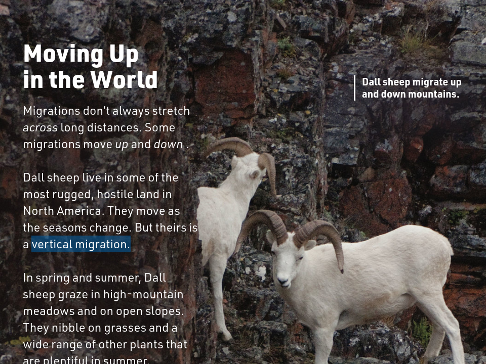 Dall Sheep - The Magic Behind Their Movement - Pathfinder October 2018
