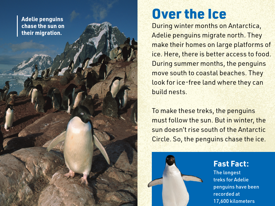 Penguins - The Magic Behind Their Movement - Pathfinder October 2018
