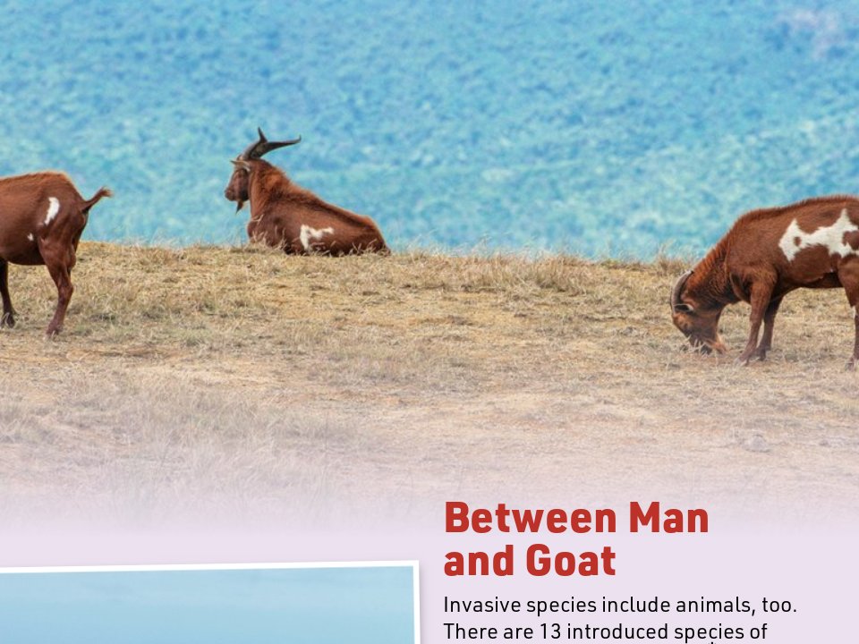 Between Man and Goat & Taking Back the Islands - Unwanted Guests ...