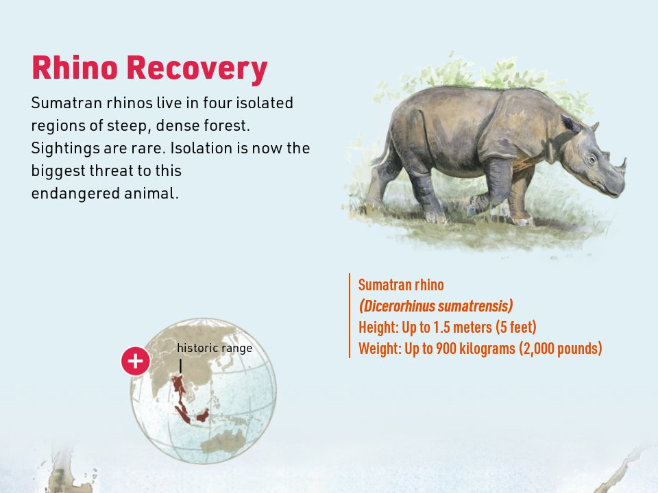 Rhinos Research & Pahu’s Rescue - Rhino Rescue - Pathfinder September 2019