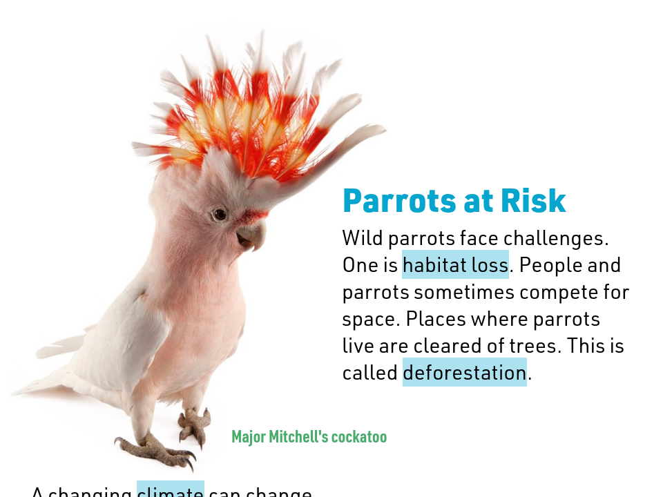 Pioneer - Pioneer April 2019