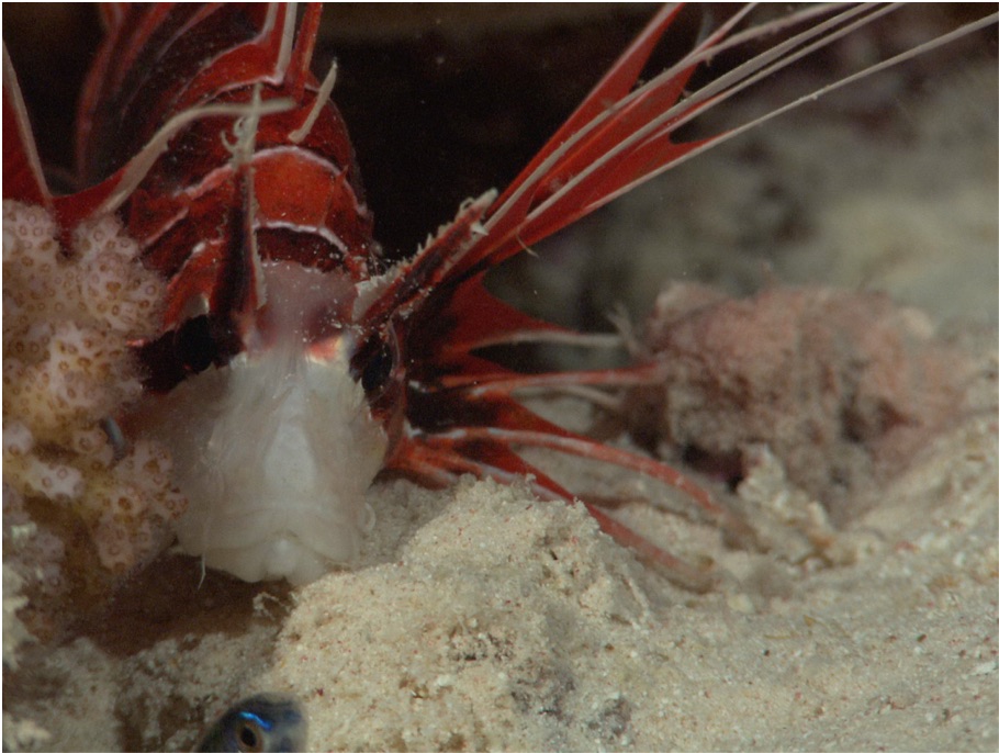lionfish predators