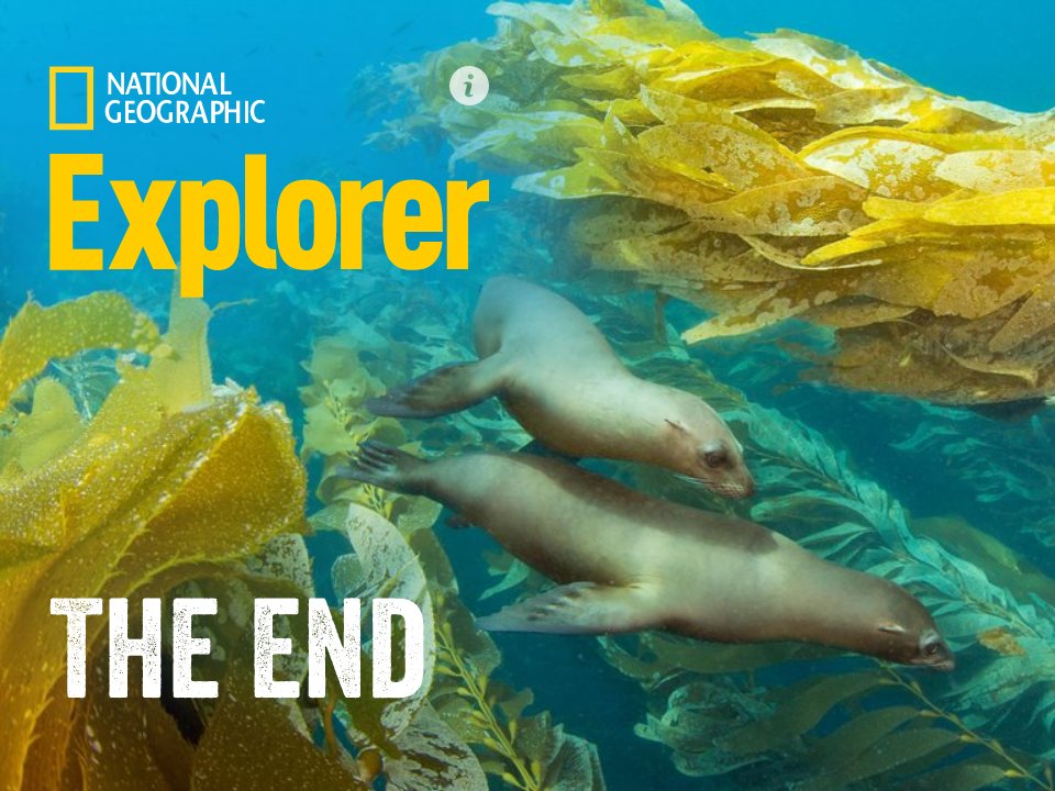 The End - Whale Sharks PIO