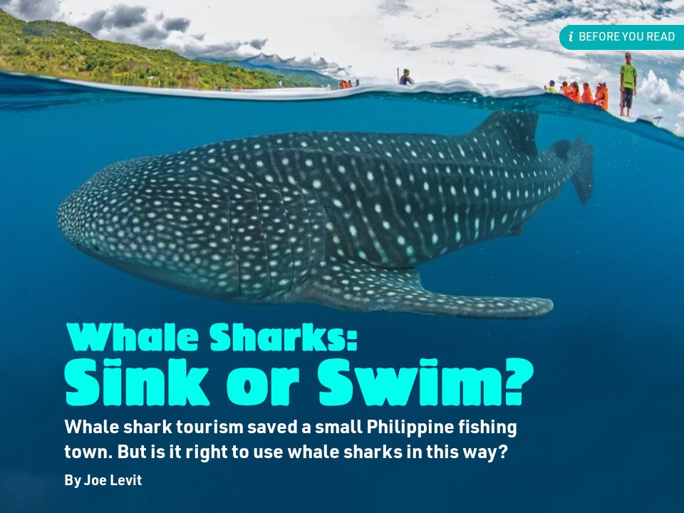 The End - Whale Sharks PIO