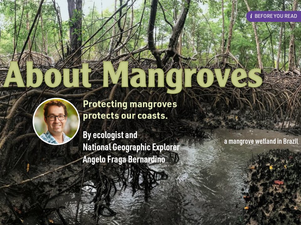 Marshland Dangers & Strength in Community - Protecting the Marsh ...