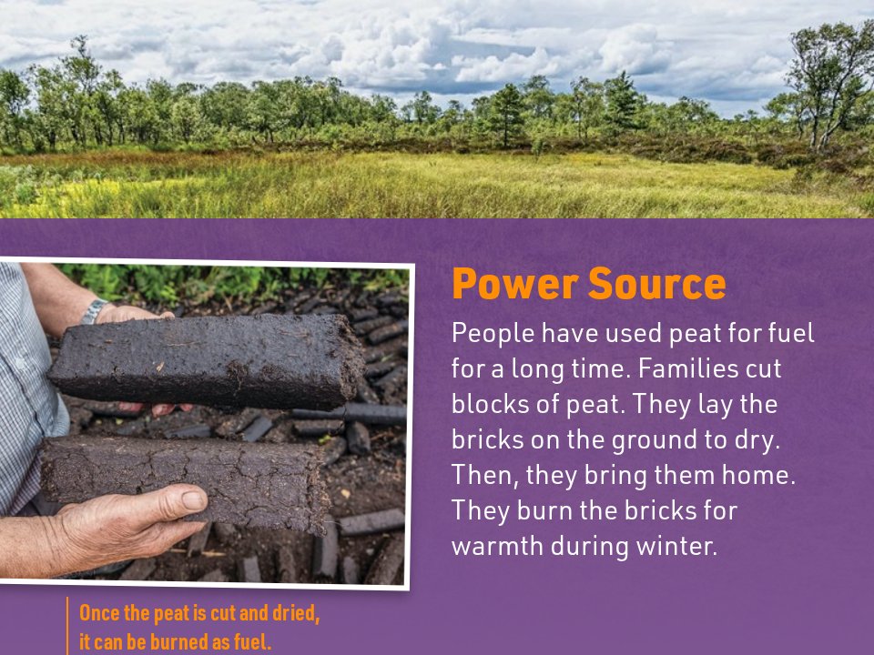 Wetlands of the World, Bog, Mangrove, Swamp & Marsh - Special Issue ...