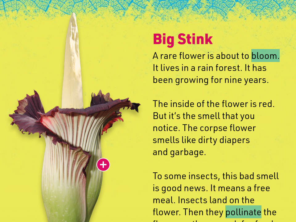 Big Stink & The Need for Speed - Extreme Plants - Pioneer November ...