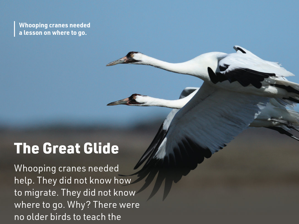 Crane - The Magic Behind Their Movement - Pioneer October 2018