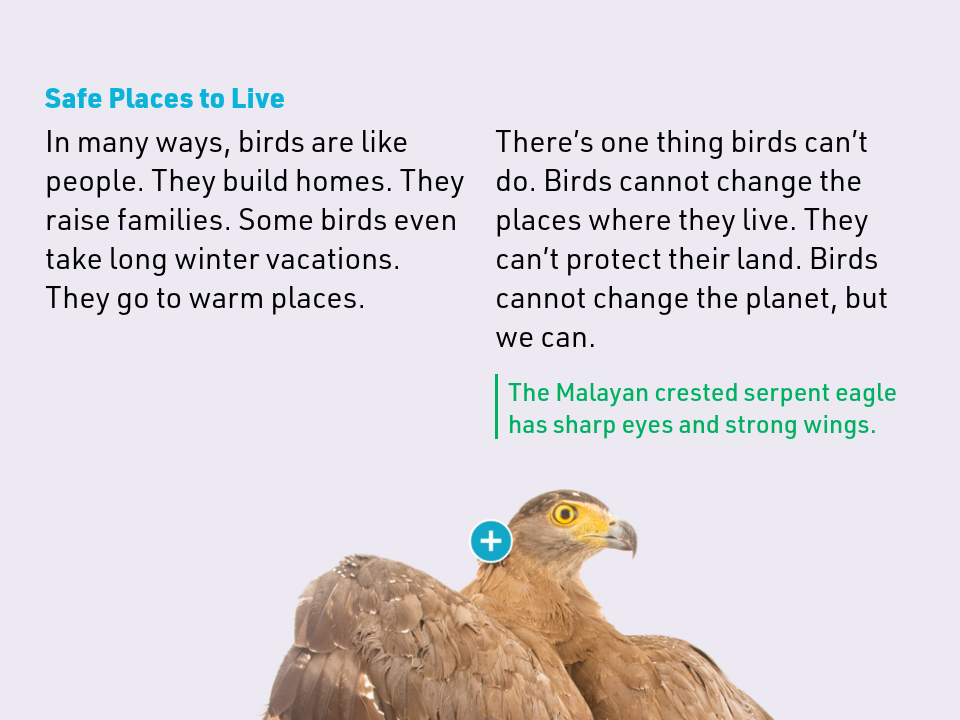 Safe Places & Birds Matter - Why Birds Matter - Pioneer October 2018
