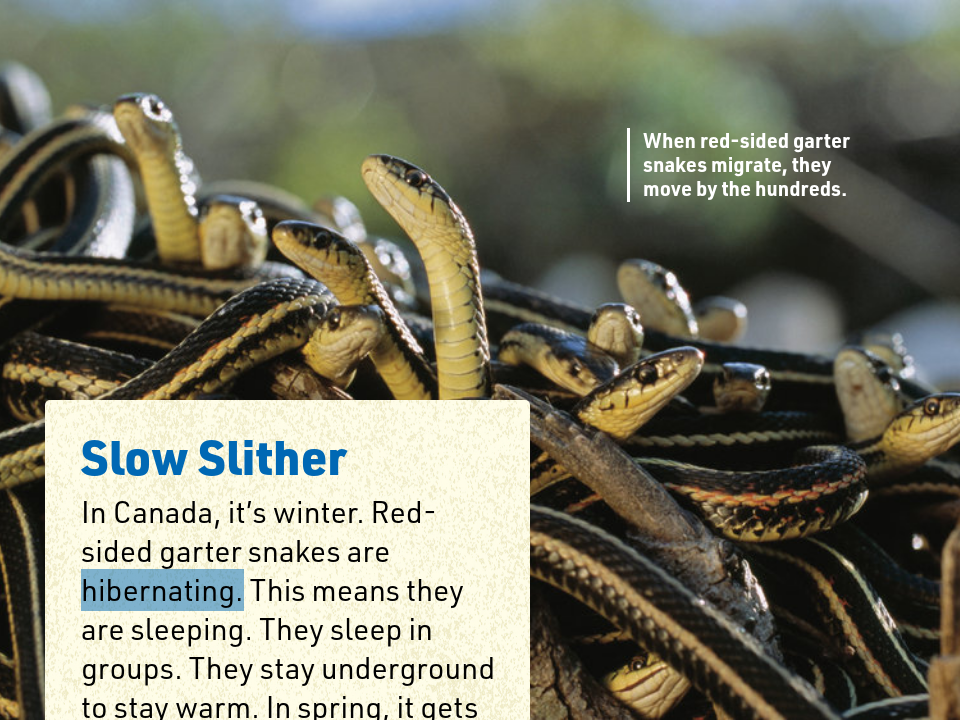 Snakes - The Magic Behind Their Movement - Pioneer October 2018