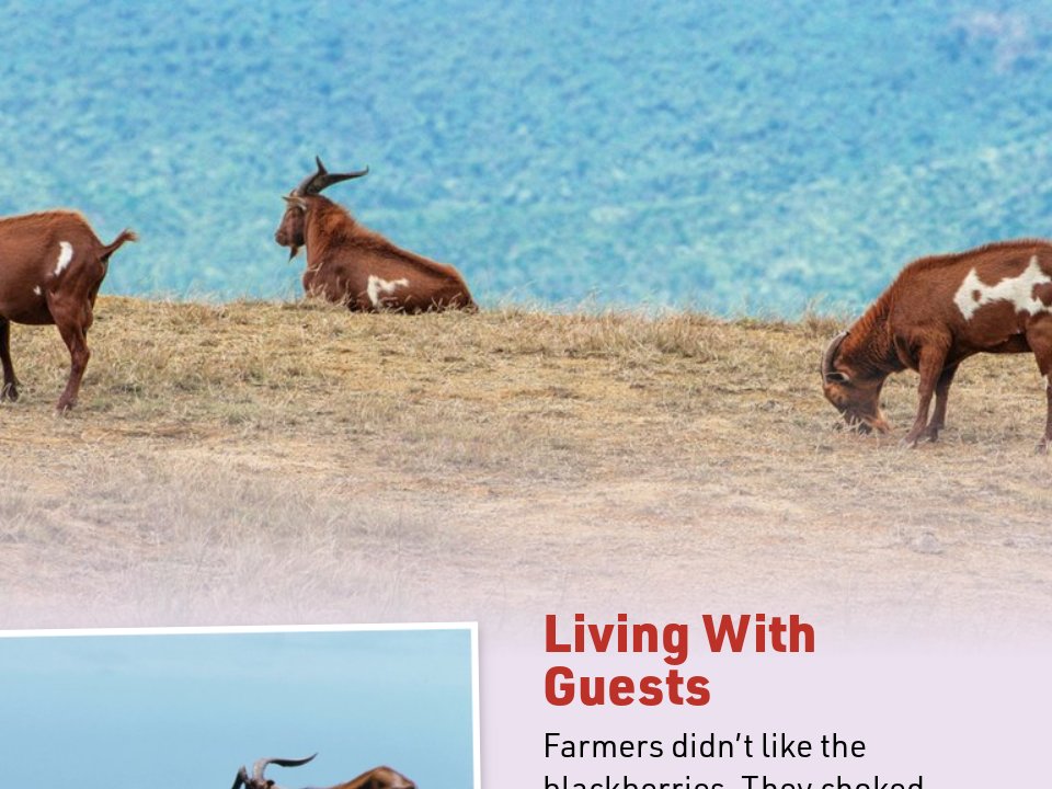 Forming a Theory - Darwin - Pioneer October 2019