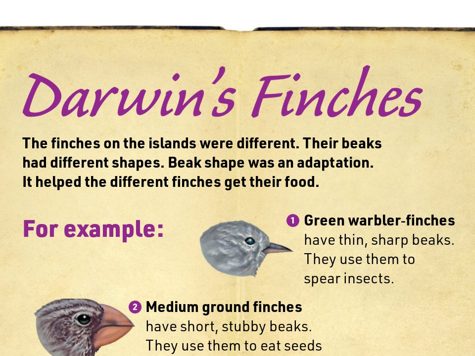 Mangrove Finch Adaptations