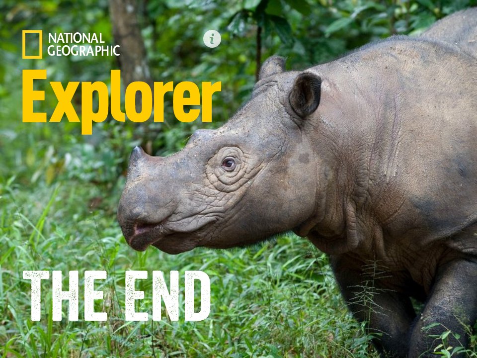 Rhinos Research & Pahu’s Rescue - Rhino Rescue - Pioneer September 2019