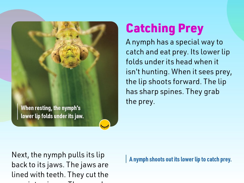 Catching Prey, A Final Change & From Larva to Adult - The Transformer ...