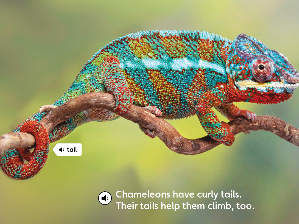 Chameleons - Tail - Scout January/February 2019