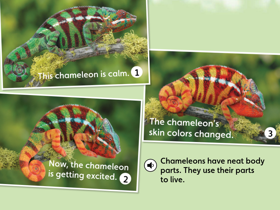 Chameleons - Tail - Scout January/February 2019