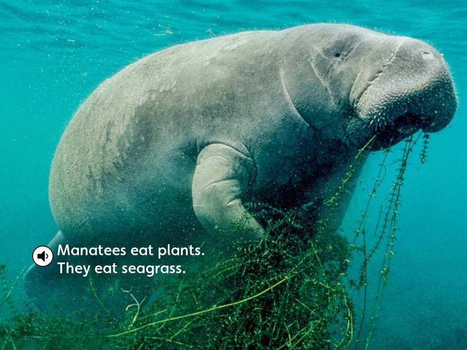 All About Manatees 8 - Scout January/February 2020
