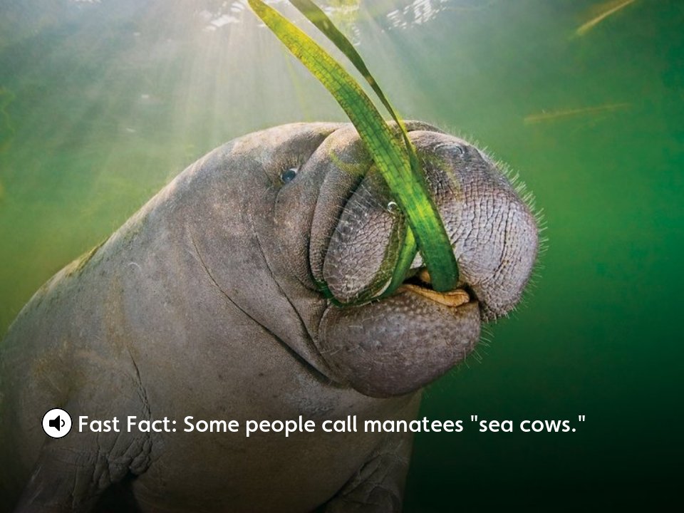 All About Manatees 8 - Scout January/February 2020