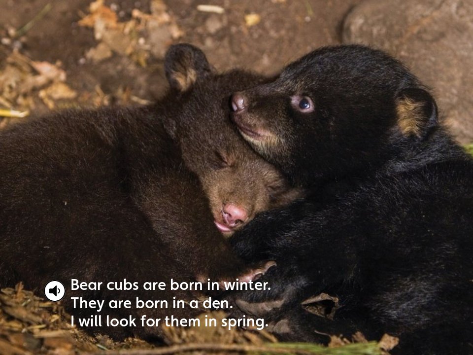 I Spy Black Bears 5 Scout January February 2020