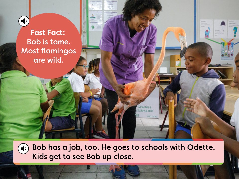 Flamingo Bob 4 - Scout January/February 2021