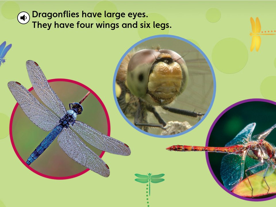 Dragonflies 2 - Scout March 2021