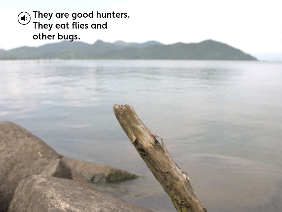 Dragonflies 3 - Scout March 2021