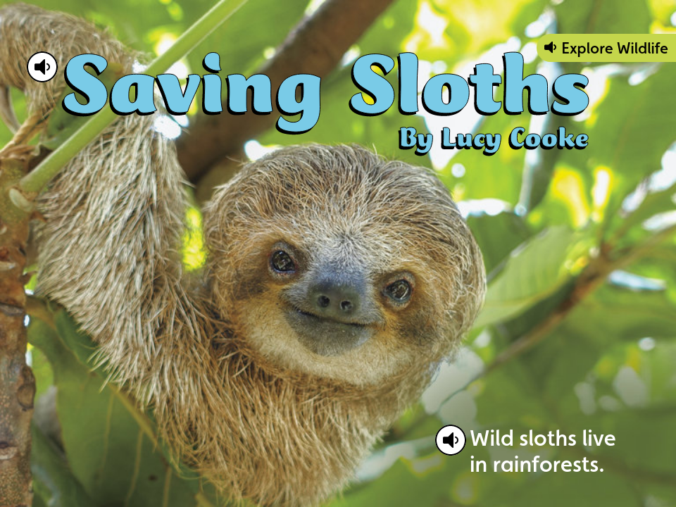 Saving Sloths - Scout May 2019