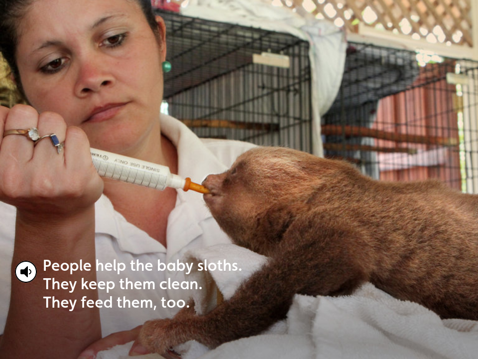 Saving Sloths - feeding & cleaning - Scout May 2019