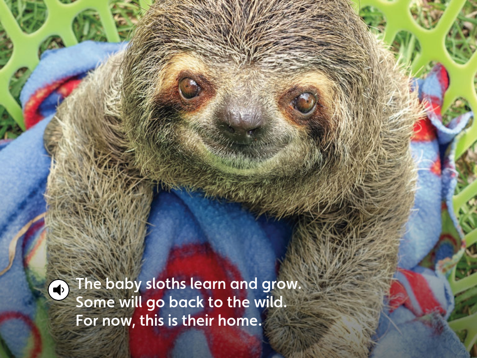 Saving Sloths - Learn & Grow - Scout May 2019